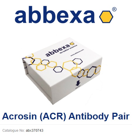 [ Abbexa 리점 에이아이바이오허브 ]﻿﻿﻿Acrosin (ACR) Antibody Pair(abx370743) | AI바이오허브